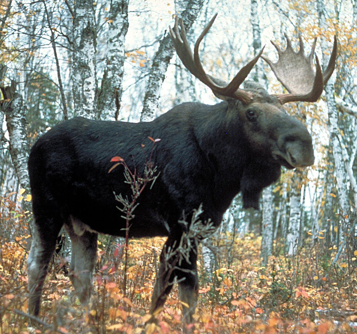 Better Managed Moose Get $203k From 'Critical' Great Lakes Funds ...