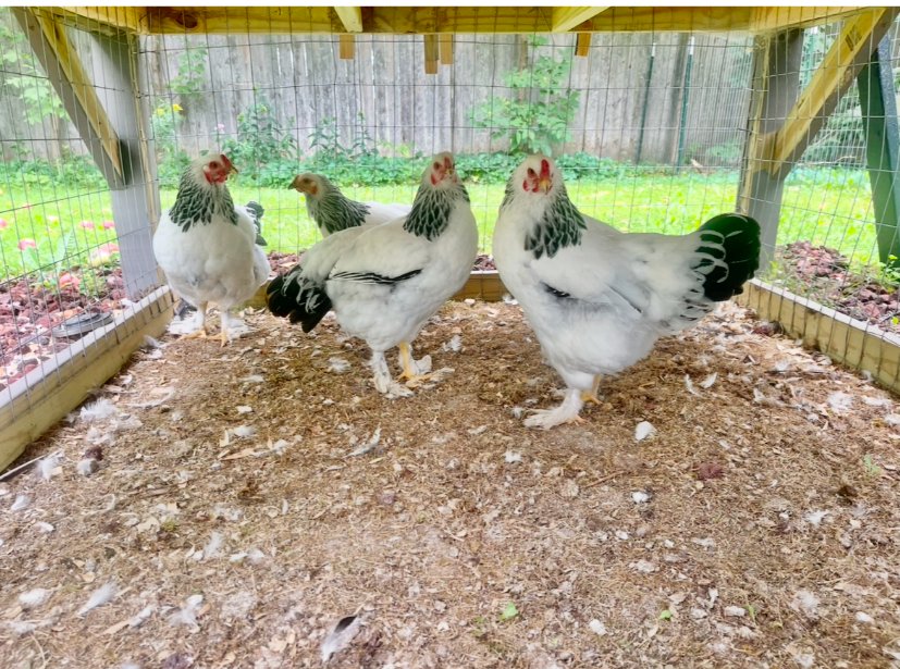 State reps take aim at anti-poultry zoning – Michigan Capitol Confidential