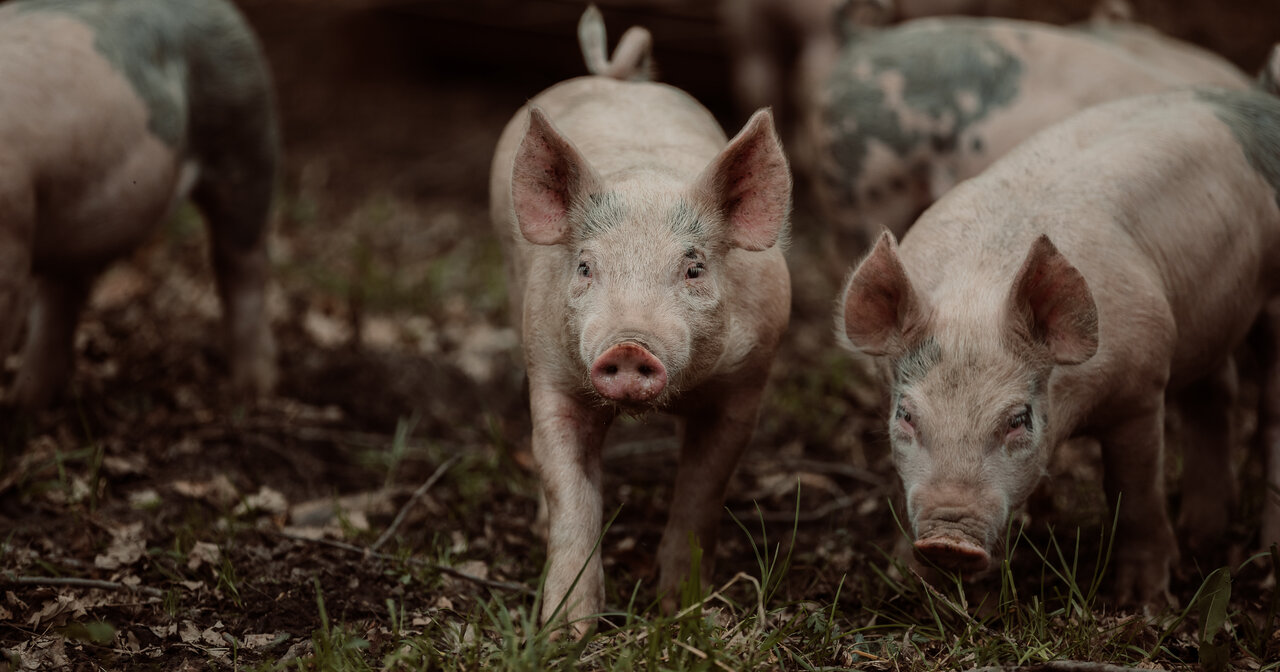Two cows, no barn: Alaiedon township leaves farmer in a bind – Michigan ...