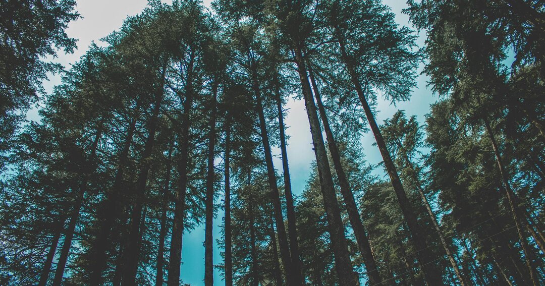 DNR expert speaks for the trees – Michigan Capitol Confidential