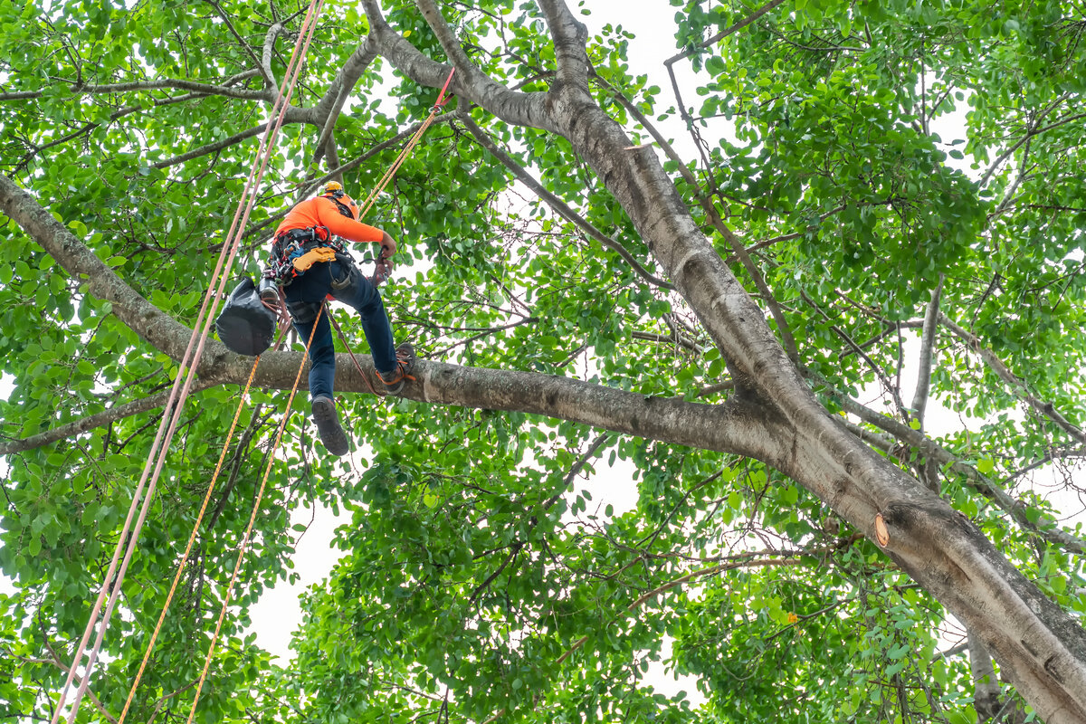 ‘All options are on the table,’ including burying power lines, Michigan ...