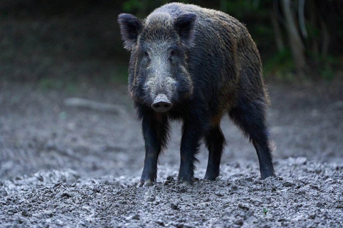 The Boar War: Michigan accused of harassing pig farmers using faulty ...
