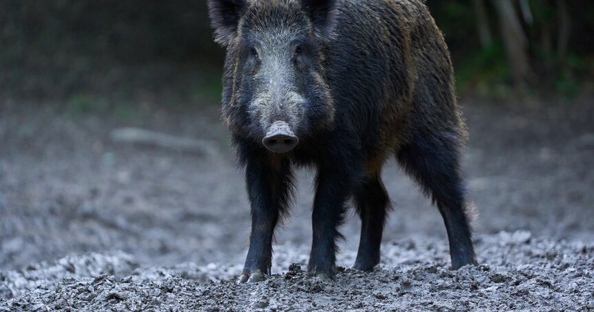 The Boar War: Michigan accused of harassing pig farmers using faulty ...